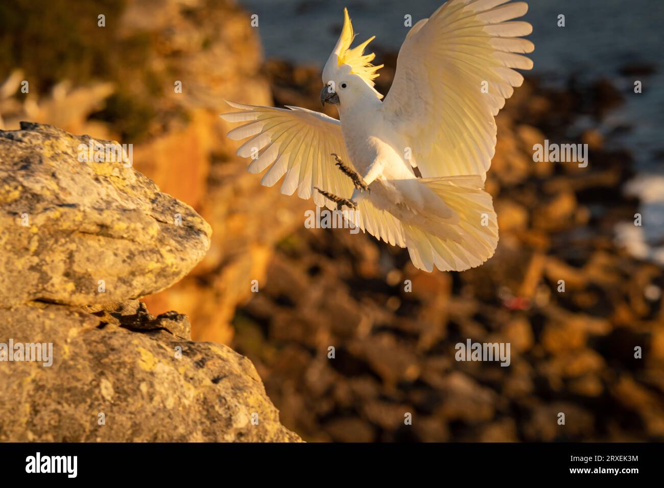 Cockatoo bird hot landing Stock Photo - Alamy