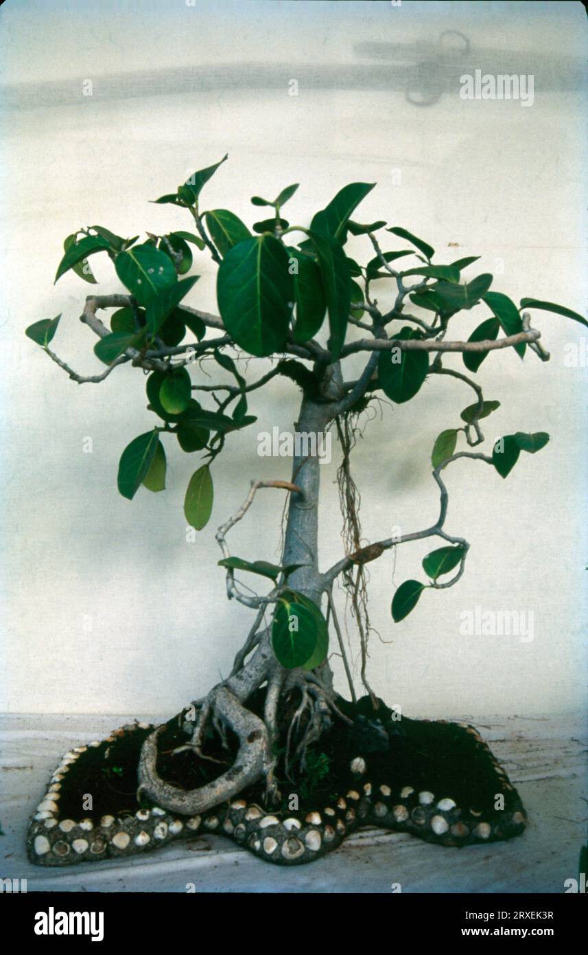 The word “Bon-sai” is a Japanese term which, literally translated ...