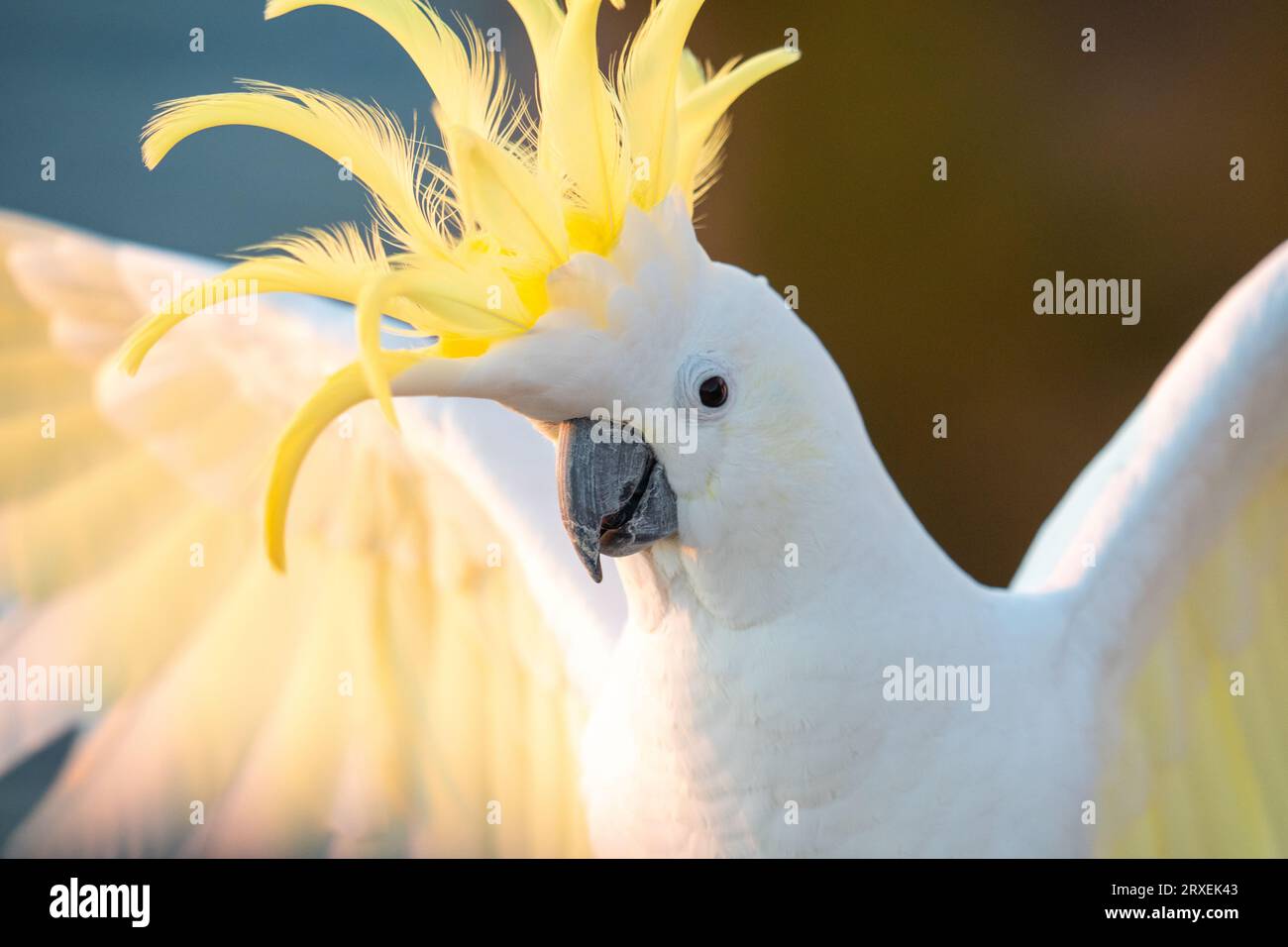 Cockatoo Bird with Attitude Stock Photo - Alamy