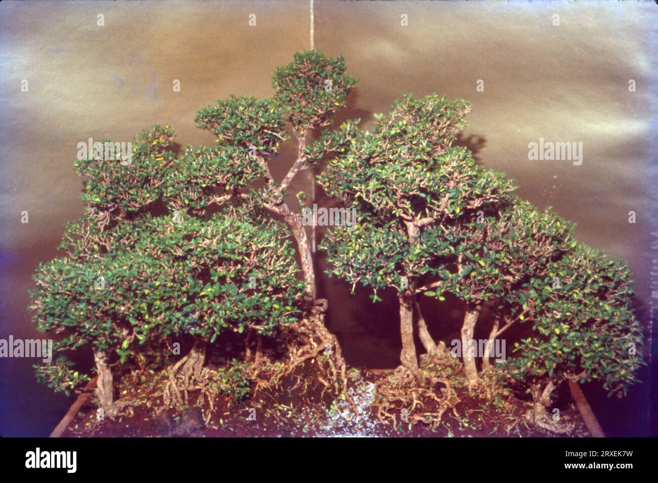 The word “Bon-sai” is a Japanese term which, literally translated ...