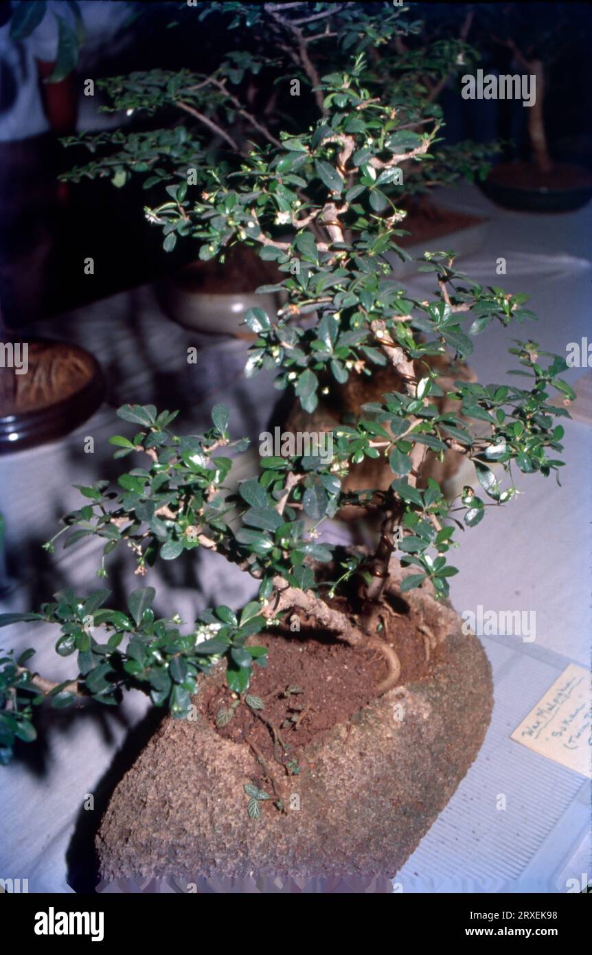 Bon japanese garden hi-res stock photography and images - Alamy