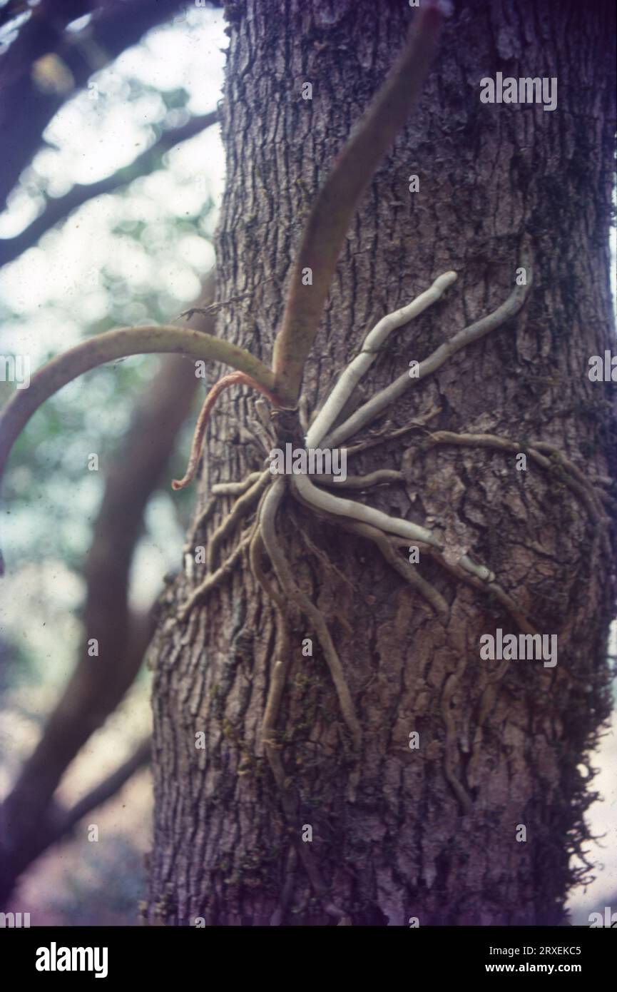 Unusual Growth on Trunk of The Tree, India Stock Photo - Alamy