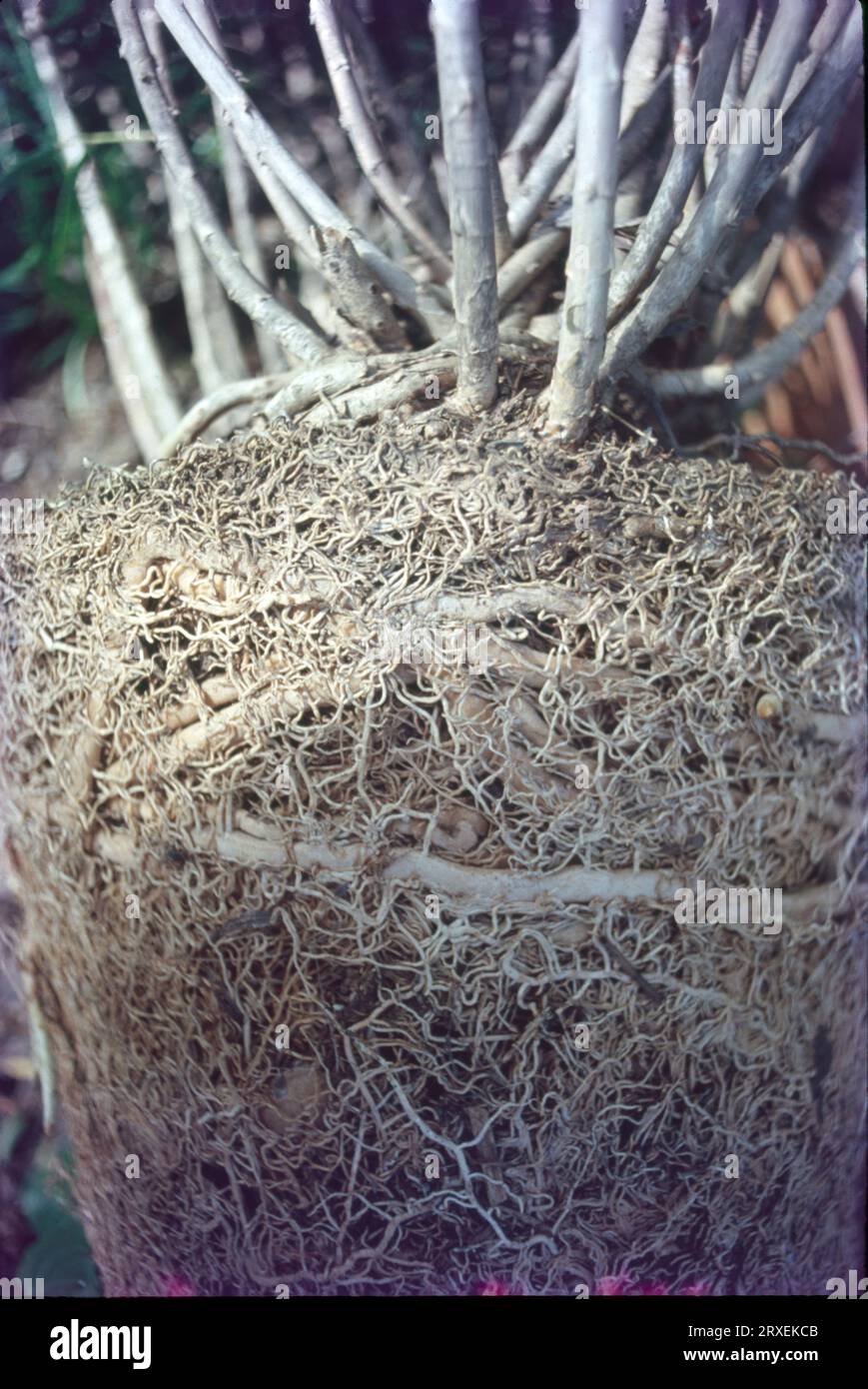 Roots of a Small Plant Visible, India Stock Photo - Alamy