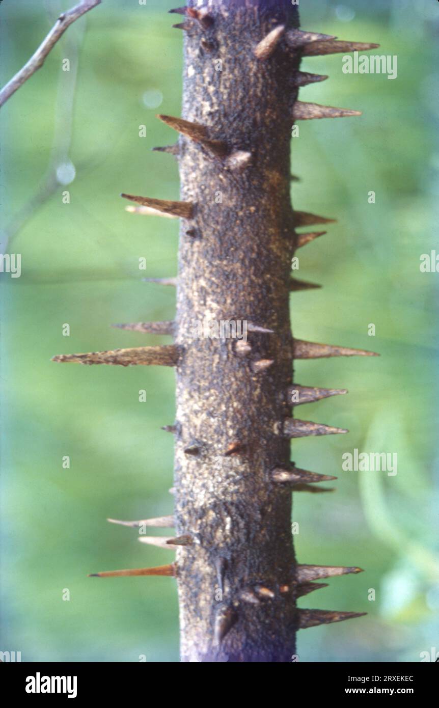 Tree Trunk With Nail Like Spikes, India Stock Photo - Alamy