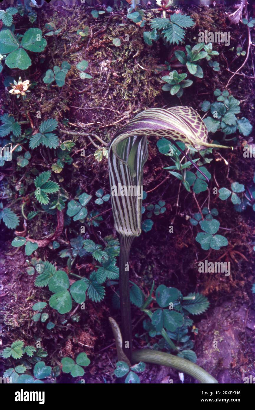 Darlingtonia californica, also called the California pitcher plant ...