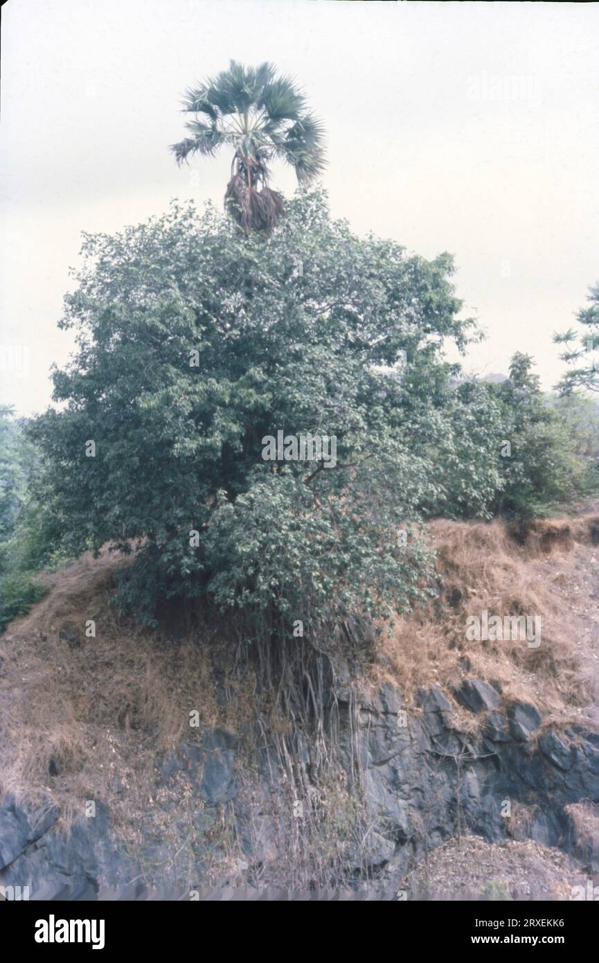 Vegetation Growth on Rocks, India Stock Photo - Alamy