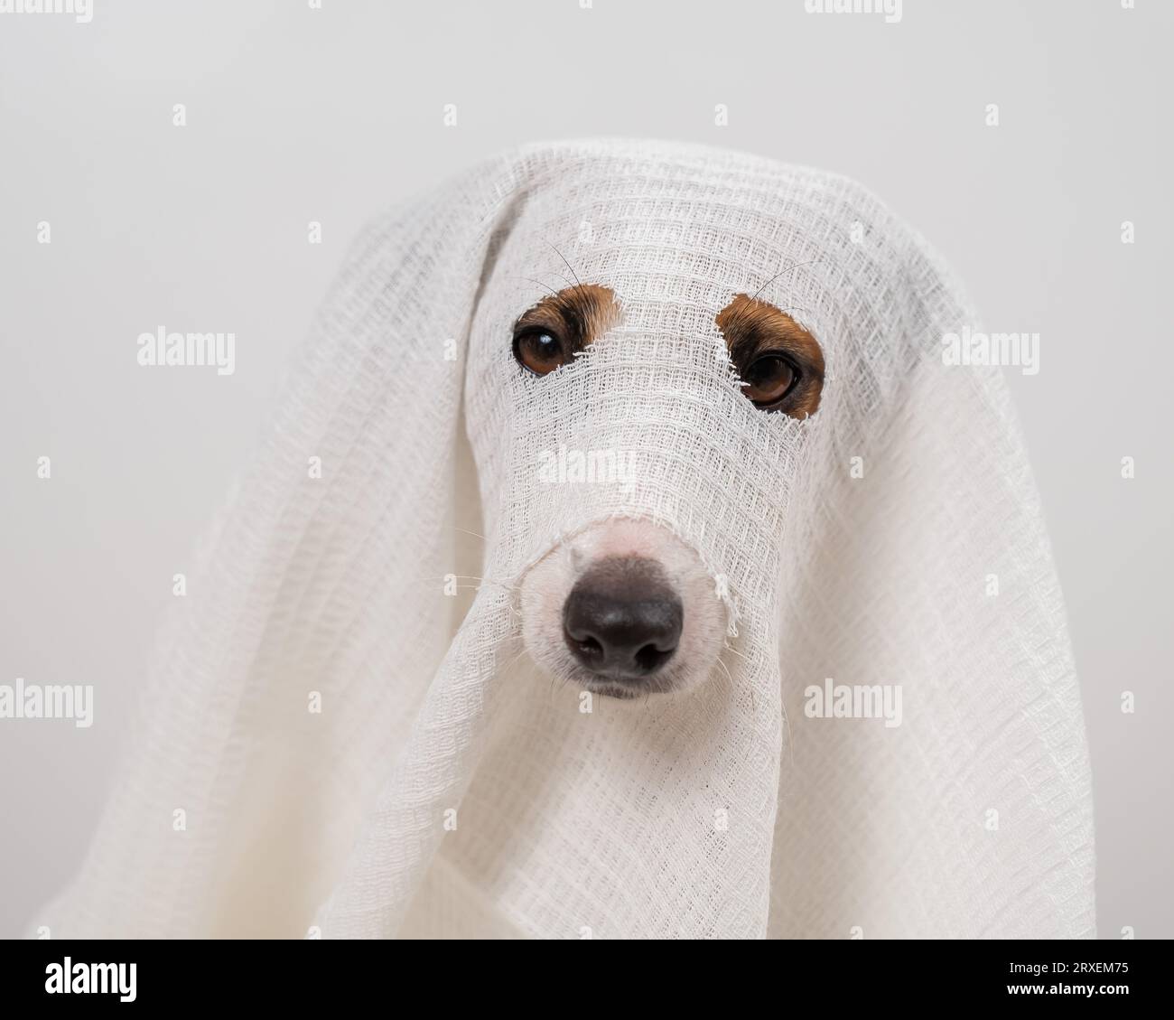 Dog Jack Russell Terrier in a ghost costume on a white background Stock ...
