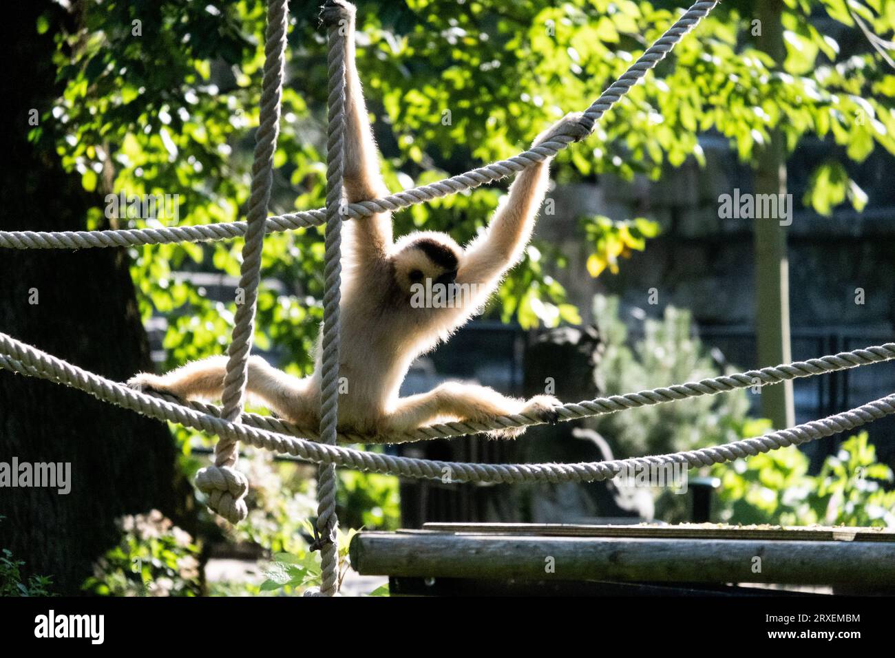 Netherlands, Amsterdam on 2022-09-22. Animal photography at Artis Zoo ...