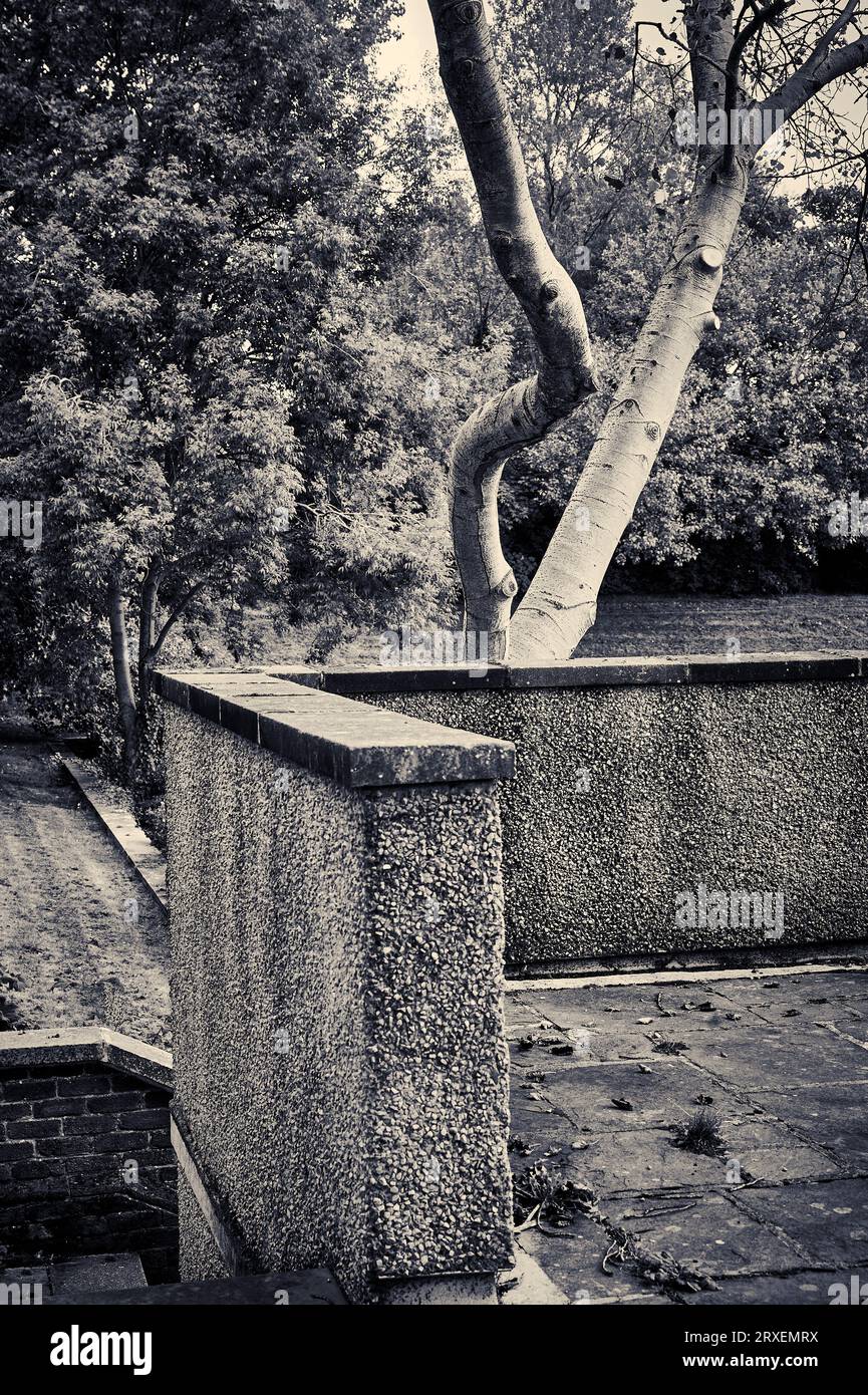 Vertical tree and horizontal wall Stock Photo - Alamy