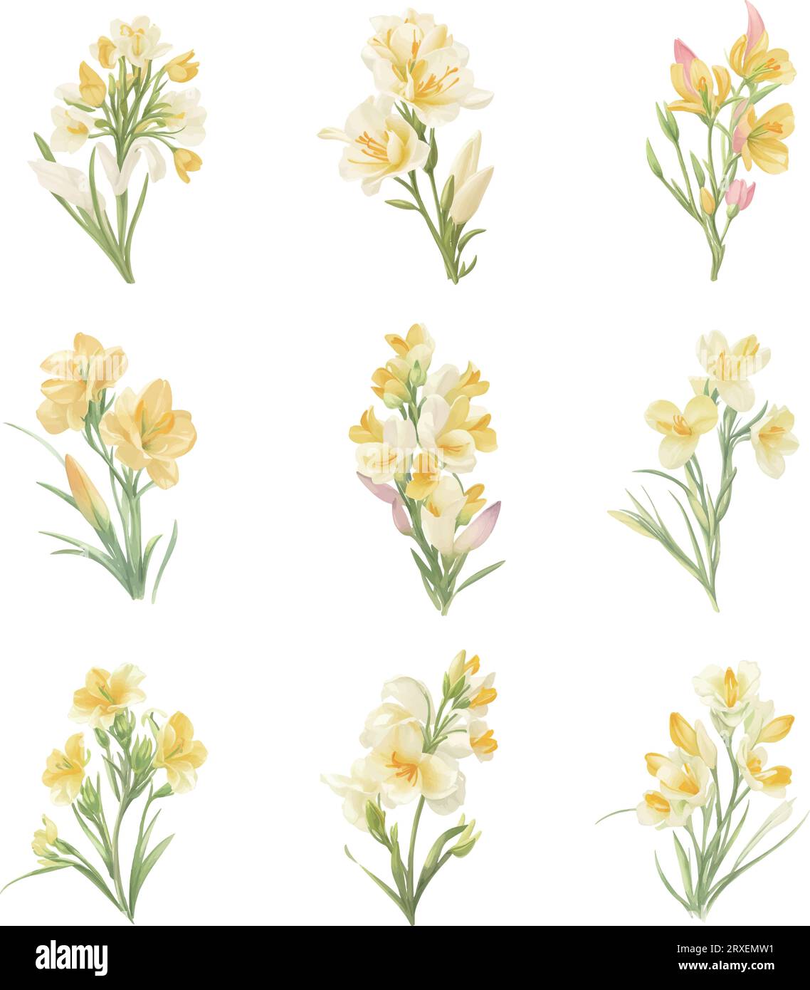 Set of watercolor freesia flowers. Hand drawn vector illustration Stock ...