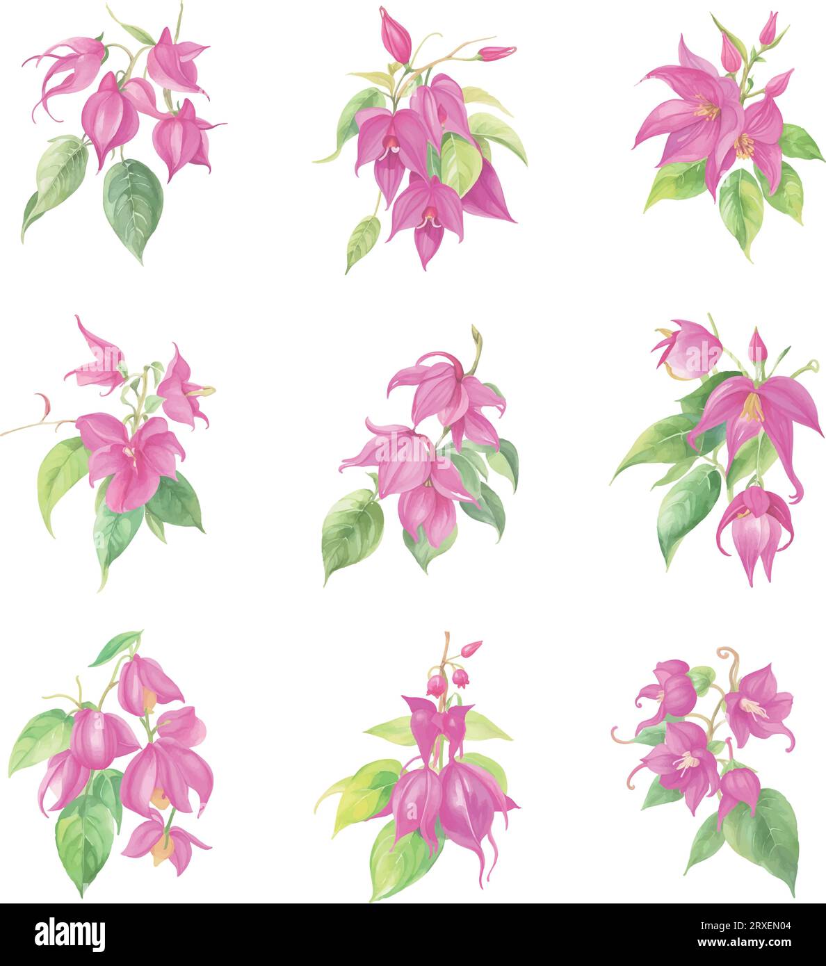 Set of watercolor pink fuchsia flowers. Vector illustration Stock ...