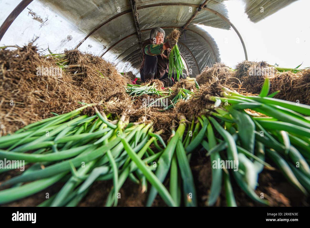 Luannan, China - February 14, 2023: Farmers are harvesting scallions in ...