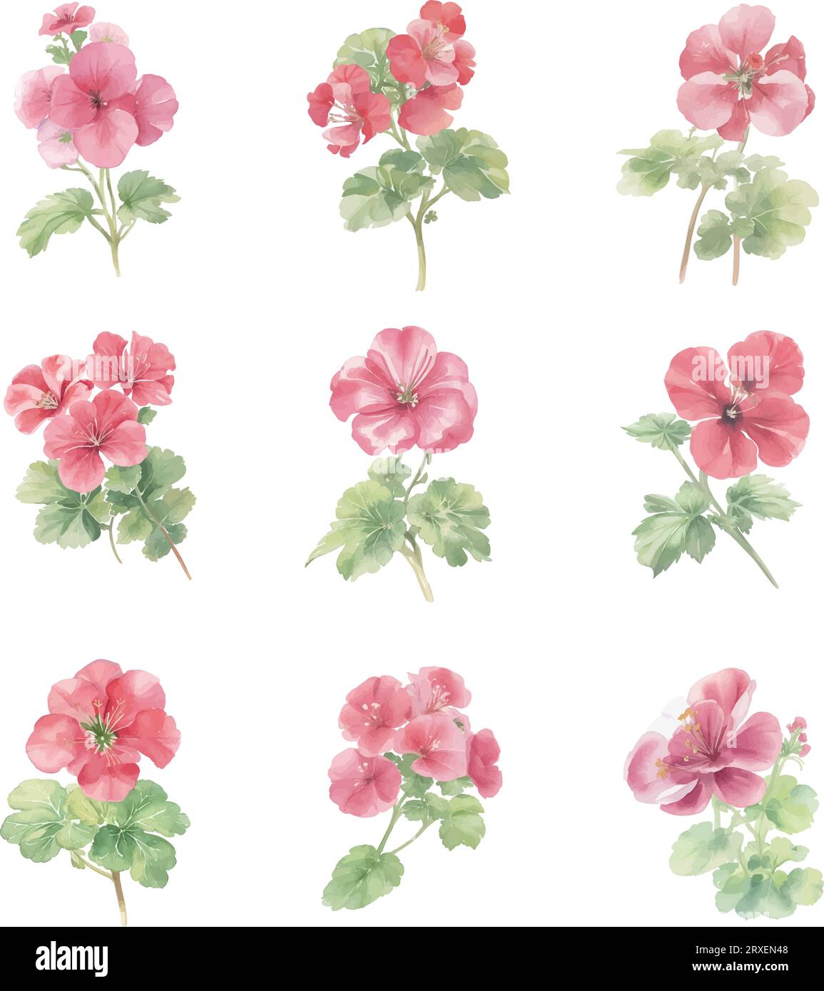 Set of watercolor geranium flowers isolated on white background. Hand ...