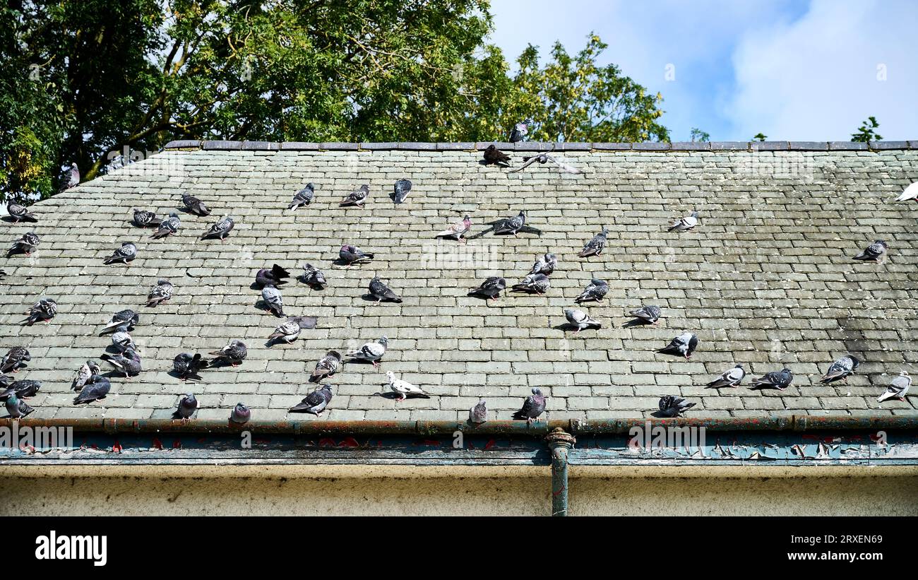 Pigeons on roof uk hi-res stock photography and images - Alamy