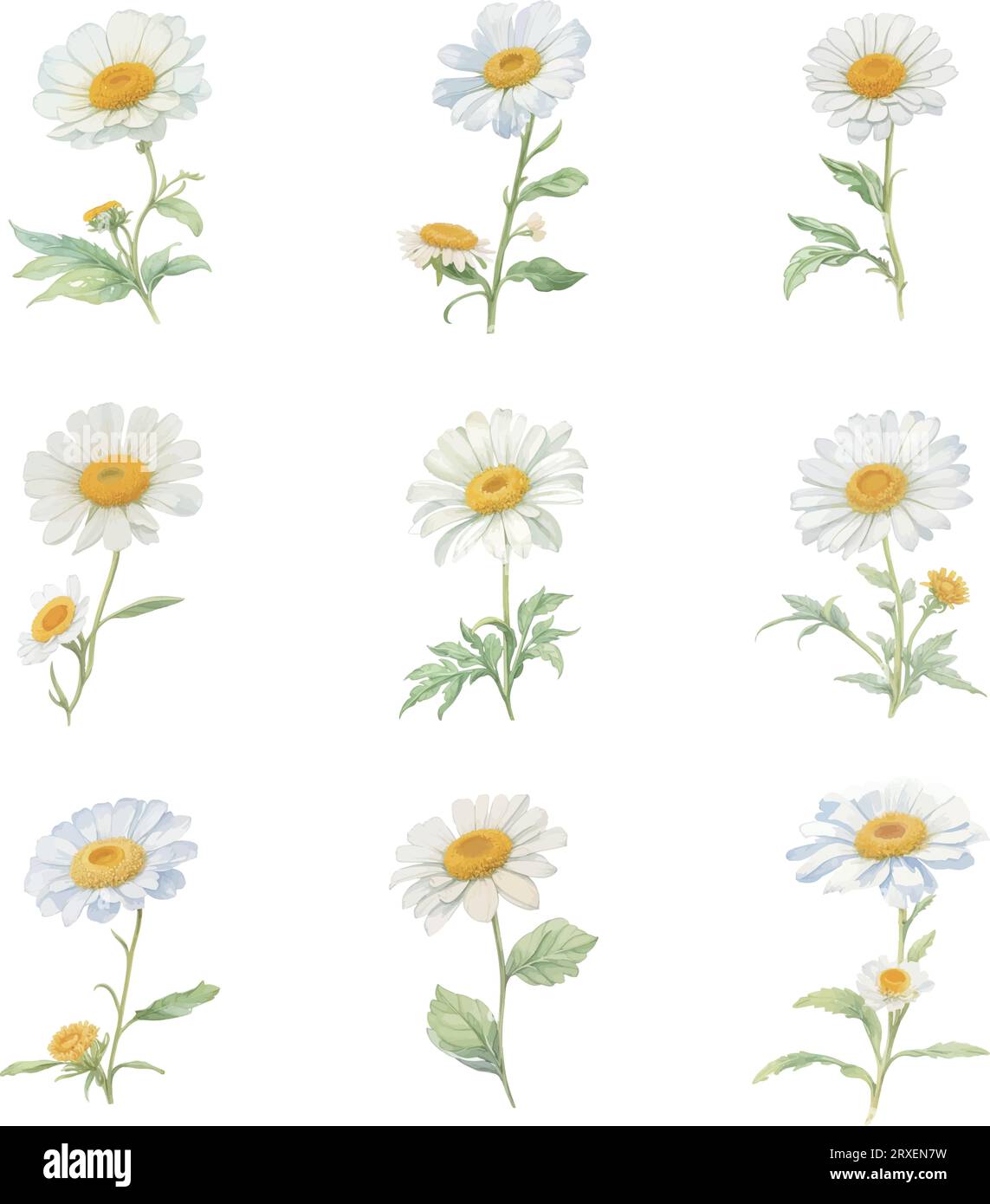 Watercolor marguerite flowers on a white background. Vector ...