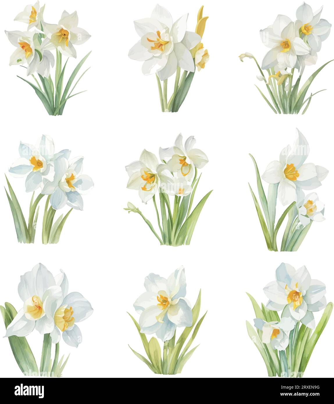 Set of white narcissus flowers isolated on white background. Vector ...