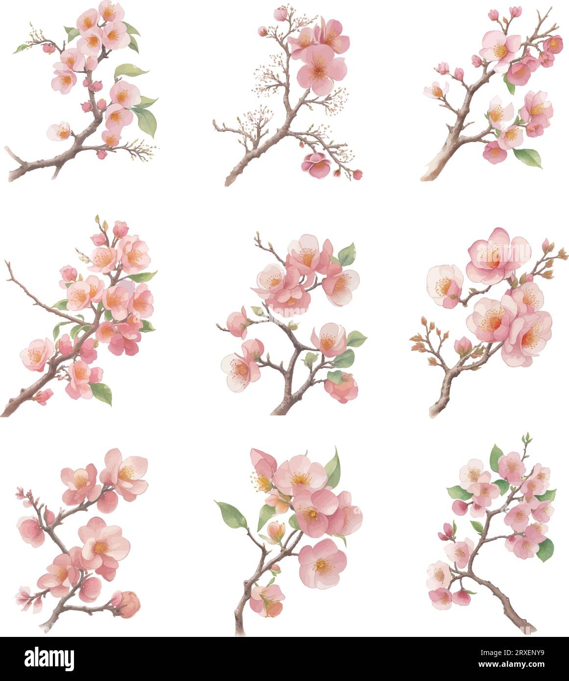 Watercolor Prunus mume set isolated on white background. Vector ...
