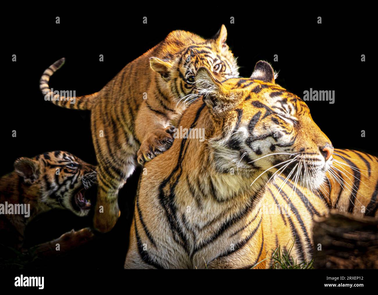 One cub is biting its siblings ankle while the other bits mums head ...