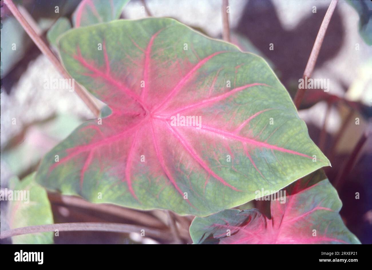 Leaves, Colorful Leaves, India Stock Photo - Alamy