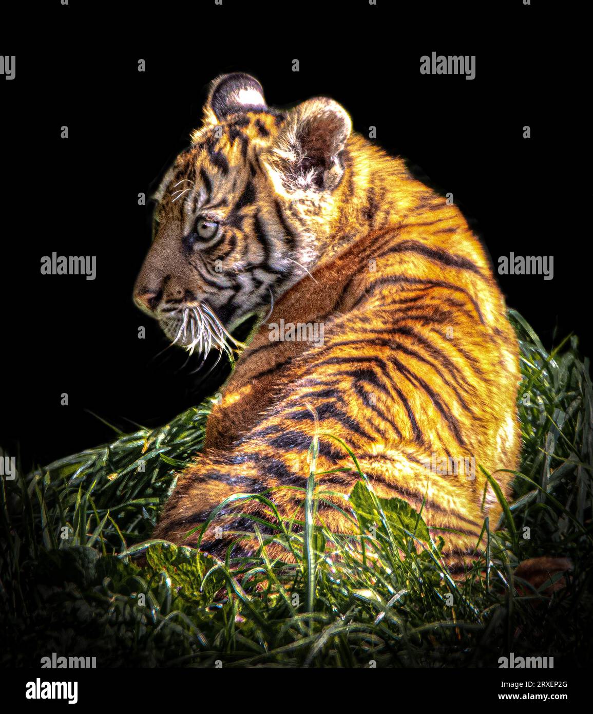 A 12 week old tiger cub CHESTER ZOO, ENGLAND TWO TIGER cubs were ...