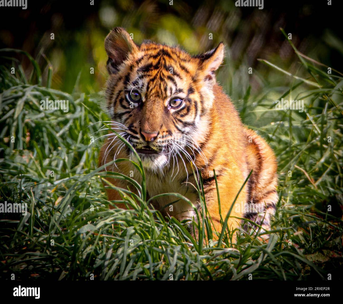 The cub gives the photographer the perfect pose CHESTER ZOO, ENGLAND ...