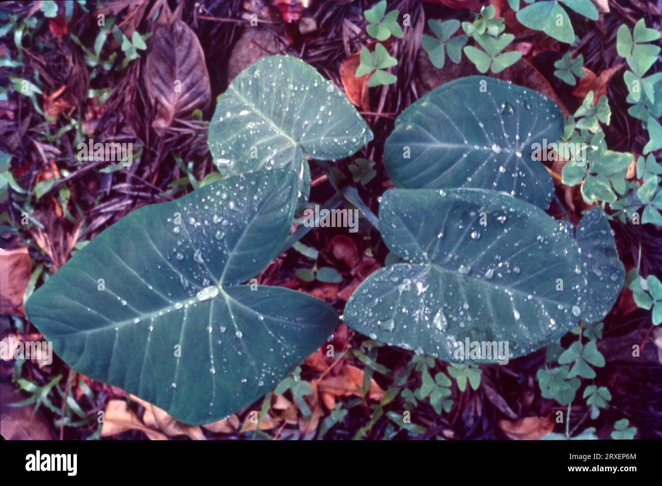 Leaves, Colorful Leaves, India Stock Photo - Alamy
