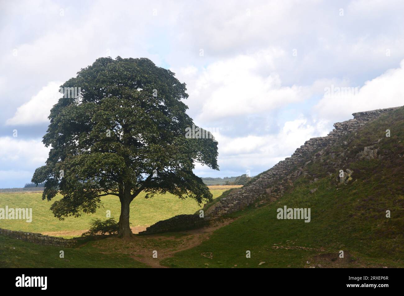 The Sycamore Gap Tree or Robin Hood Tree on Hadrian's Wall Path by Crag ...