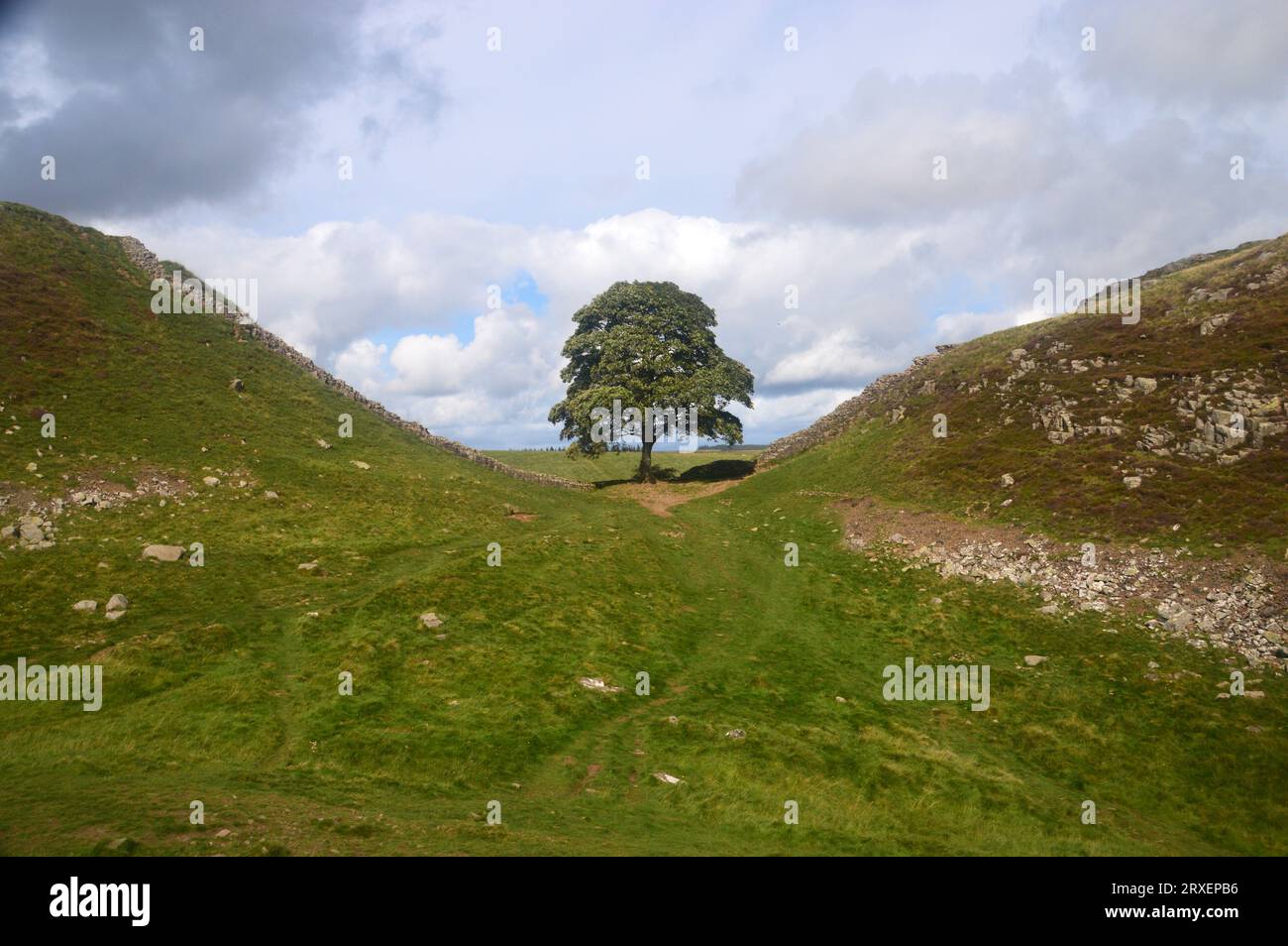 The Sycamore Gap Tree or Robin Hood Tree on Hadrian's Wall Path by Crag ...