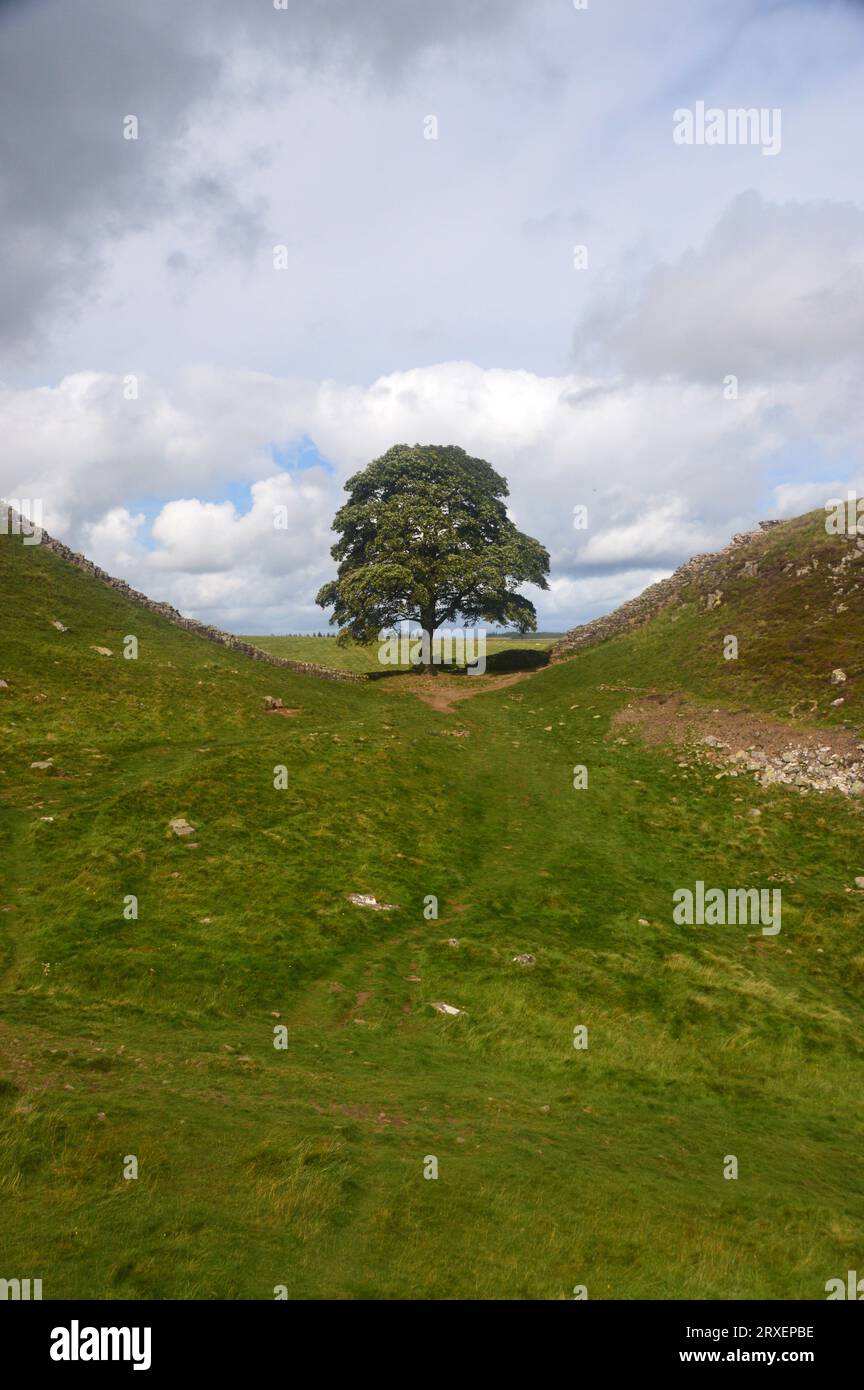 The Sycamore Gap Tree or Robin Hood Tree on Hadrian's Wall Path by Crag ...