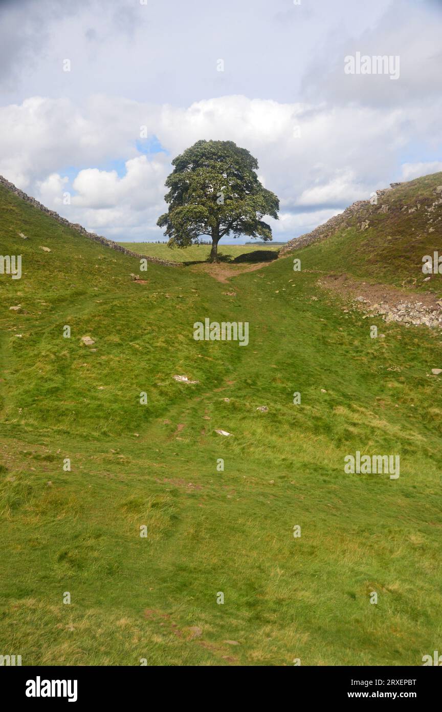 The Sycamore Gap Tree or Robin Hood Tree on Hadrian's Wall Path by Crag ...