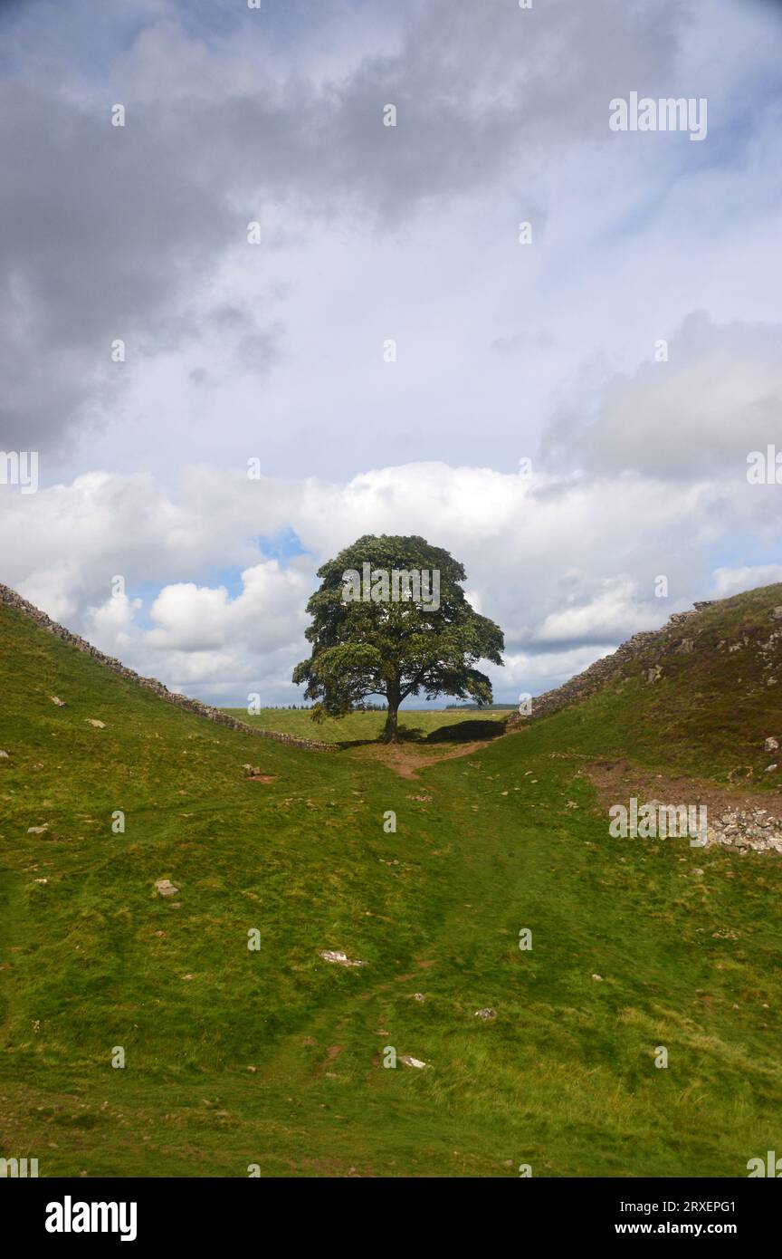 The Sycamore Gap Tree or Robin Hood Tree on Hadrian's Wall Path by Crag ...