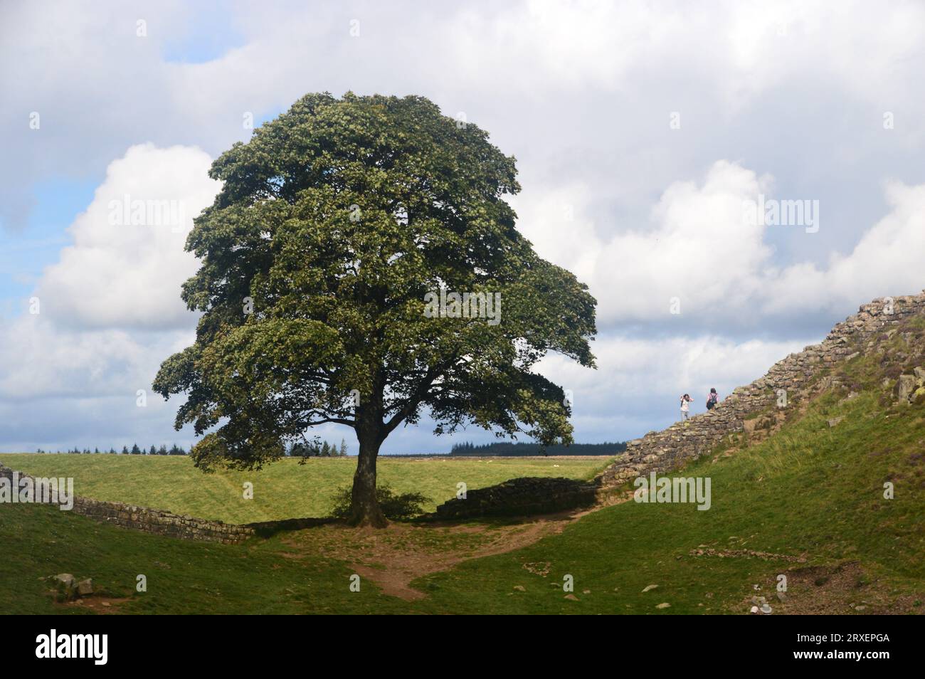 The Sycamore Gap Tree or Robin Hood Tree on Hadrian's Wall Path by Crag ...