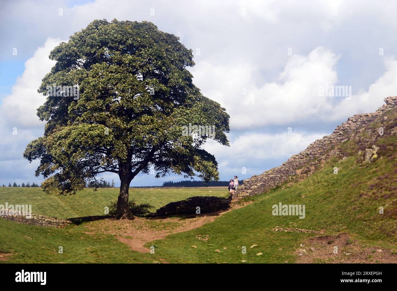 The Sycamore Gap Tree or Robin Hood Tree on Hadrian's Wall Path by Crag ...