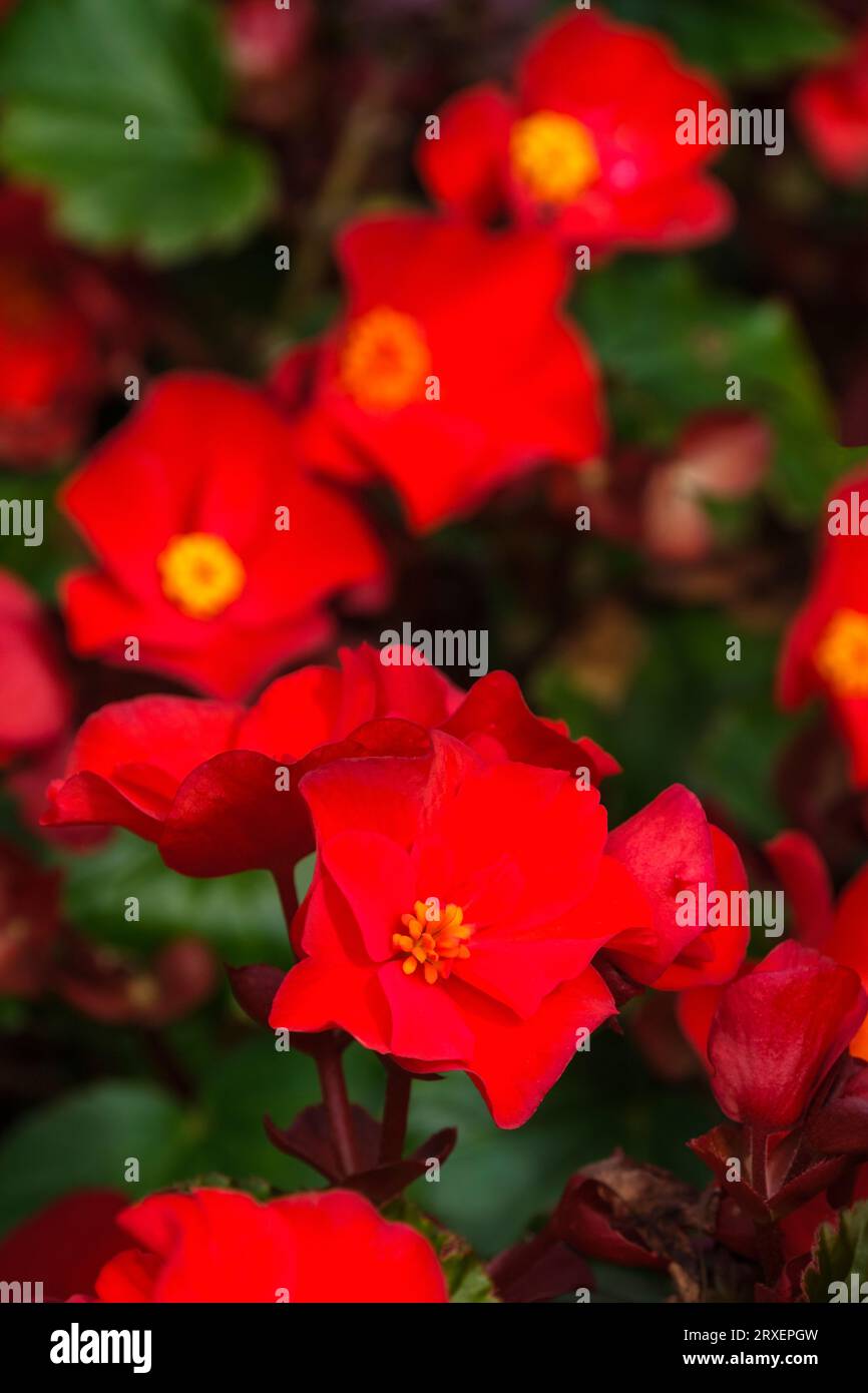Elatior begonia hi-res stock photography and images - Alamy