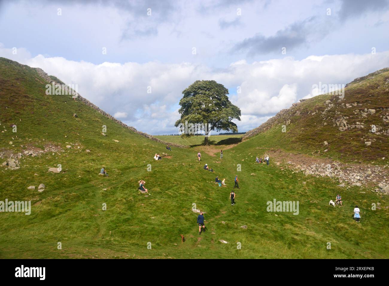The Sycamore Gap Tree or Robin Hood Tree on Hadrian's Wall Path by Crag ...