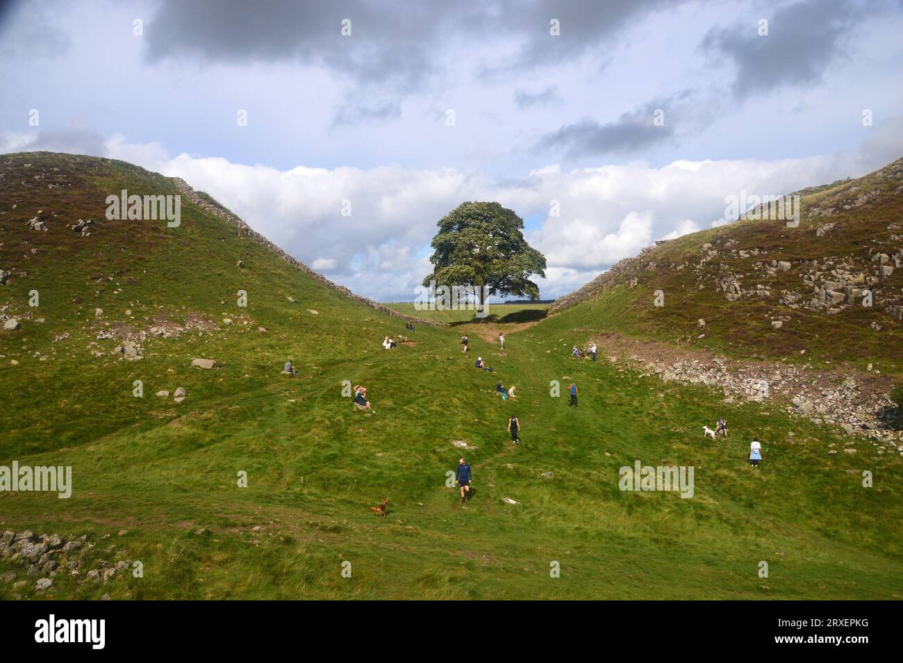The Sycamore Gap Tree or Robin Hood Tree on Hadrian's Wall Path by Crag ...