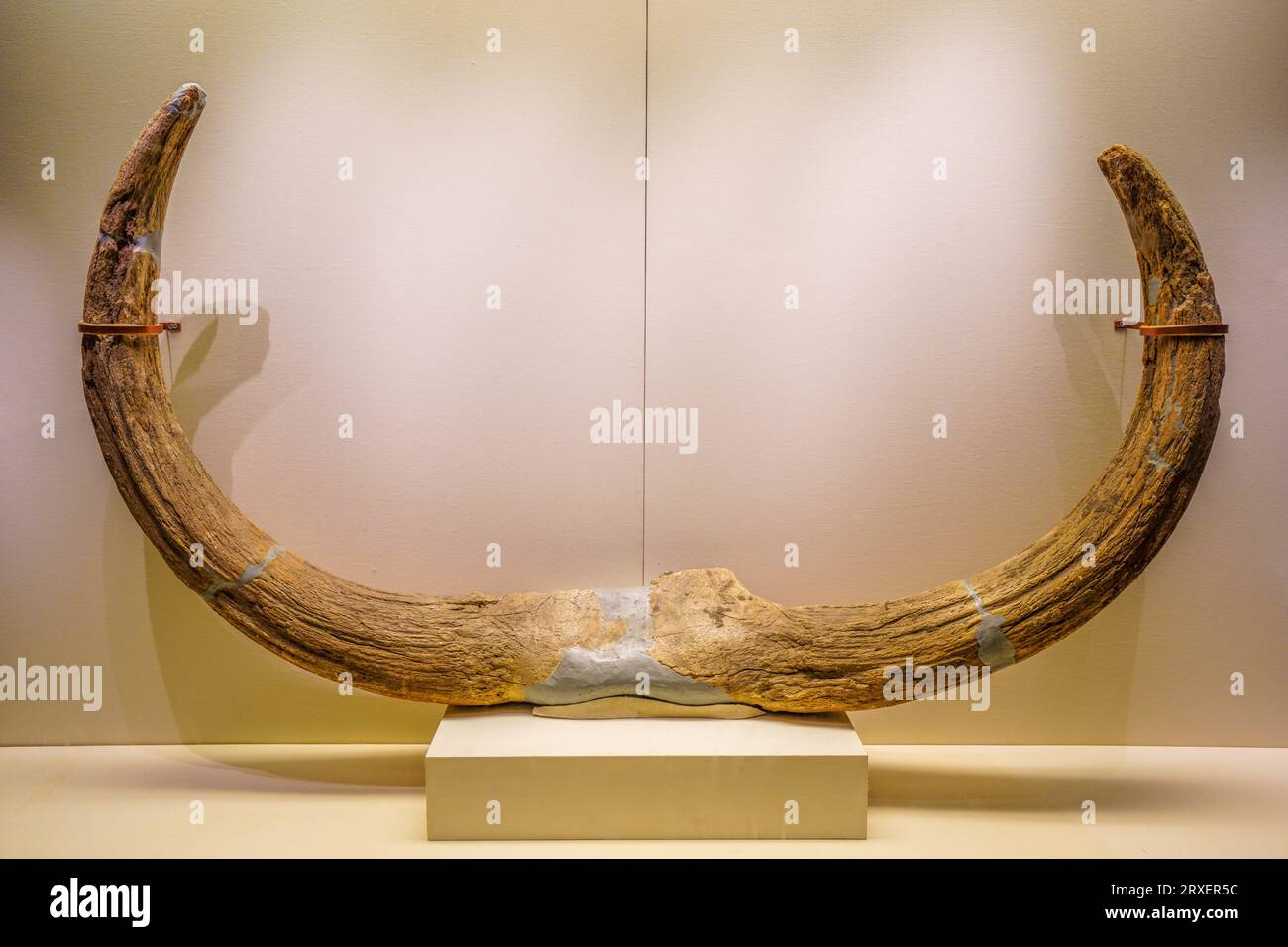 Beijing China, February 16, 2023: Primitive bull horns in the middle ...