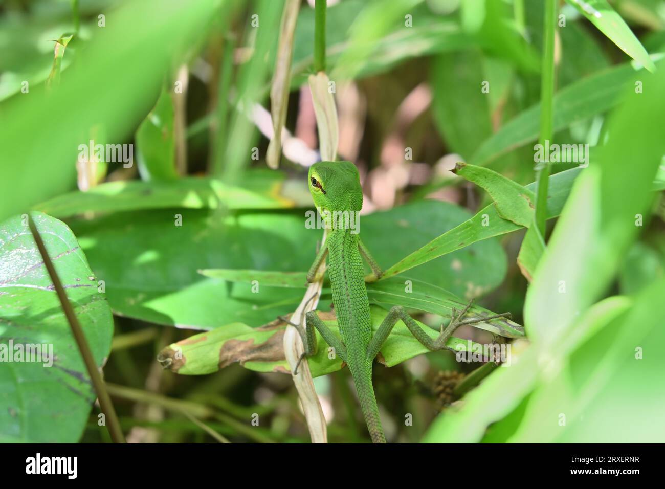 Back view of a small and immature common green forest lizard, turning ...