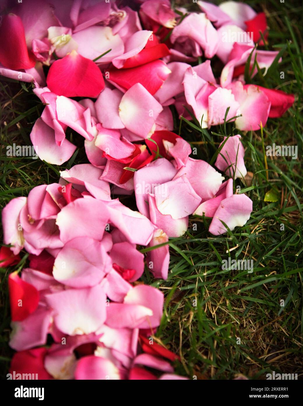 Rose colored ground hi-res stock photography and images - Alamy