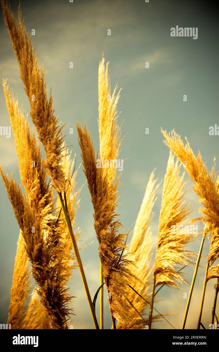 The tops of the giant reed (Arundo donax), Eureka, CA Stock Photo - Alamy