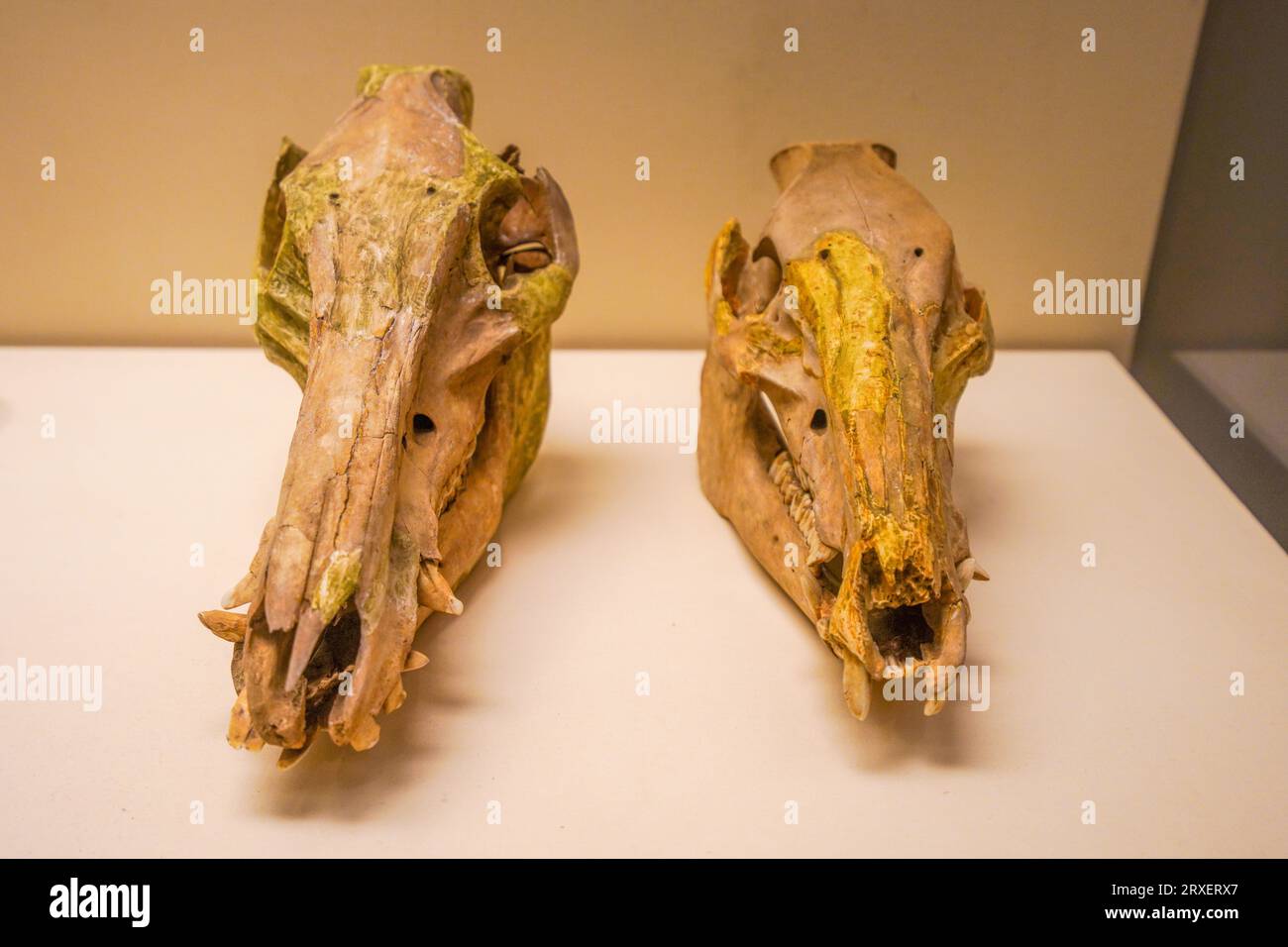 Beijing China, February 16, 2023: Pig skull in the National Museum of ...