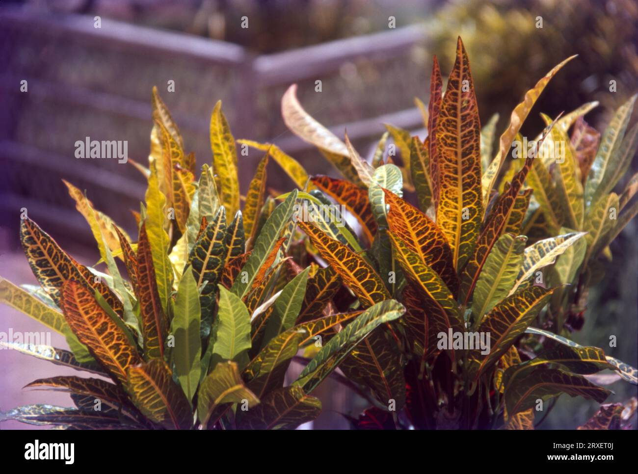 Leaves, Colorful Leaves, India Stock Photo - Alamy