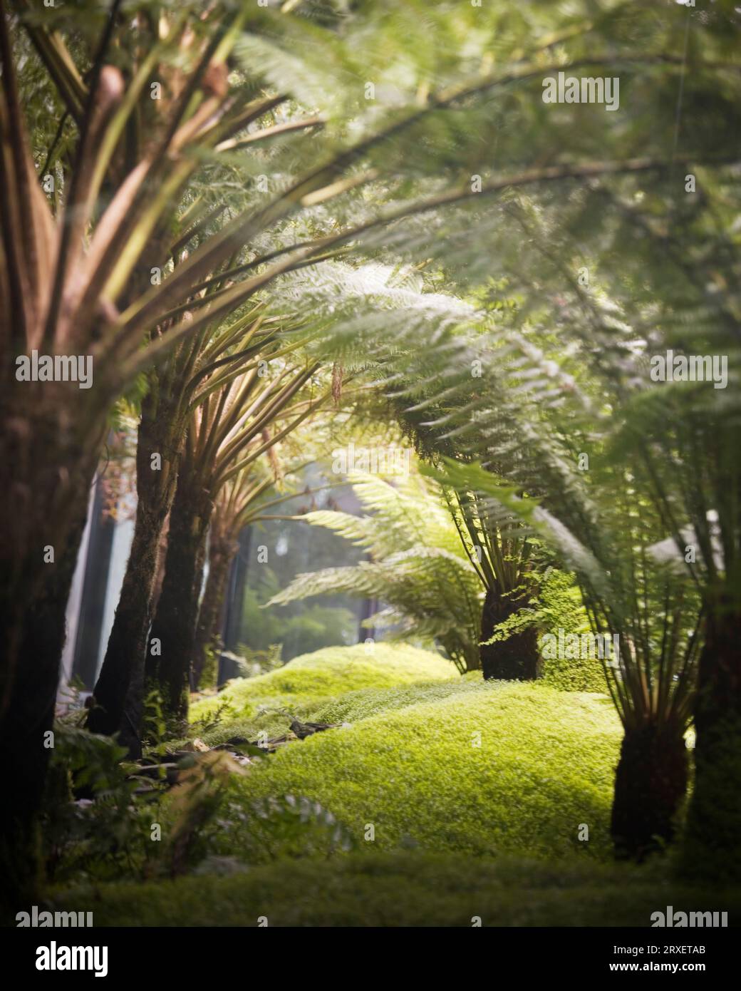 Complexity of ferns hi-res stock photography and images - Alamy