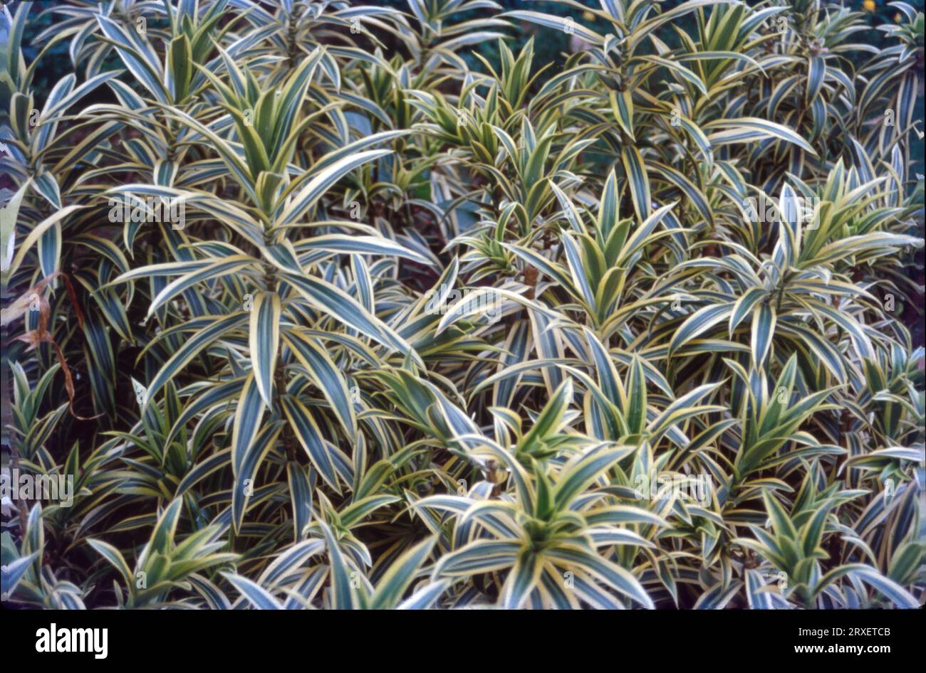 Leaves, Colorful Leaves, India Stock Photo - Alamy
