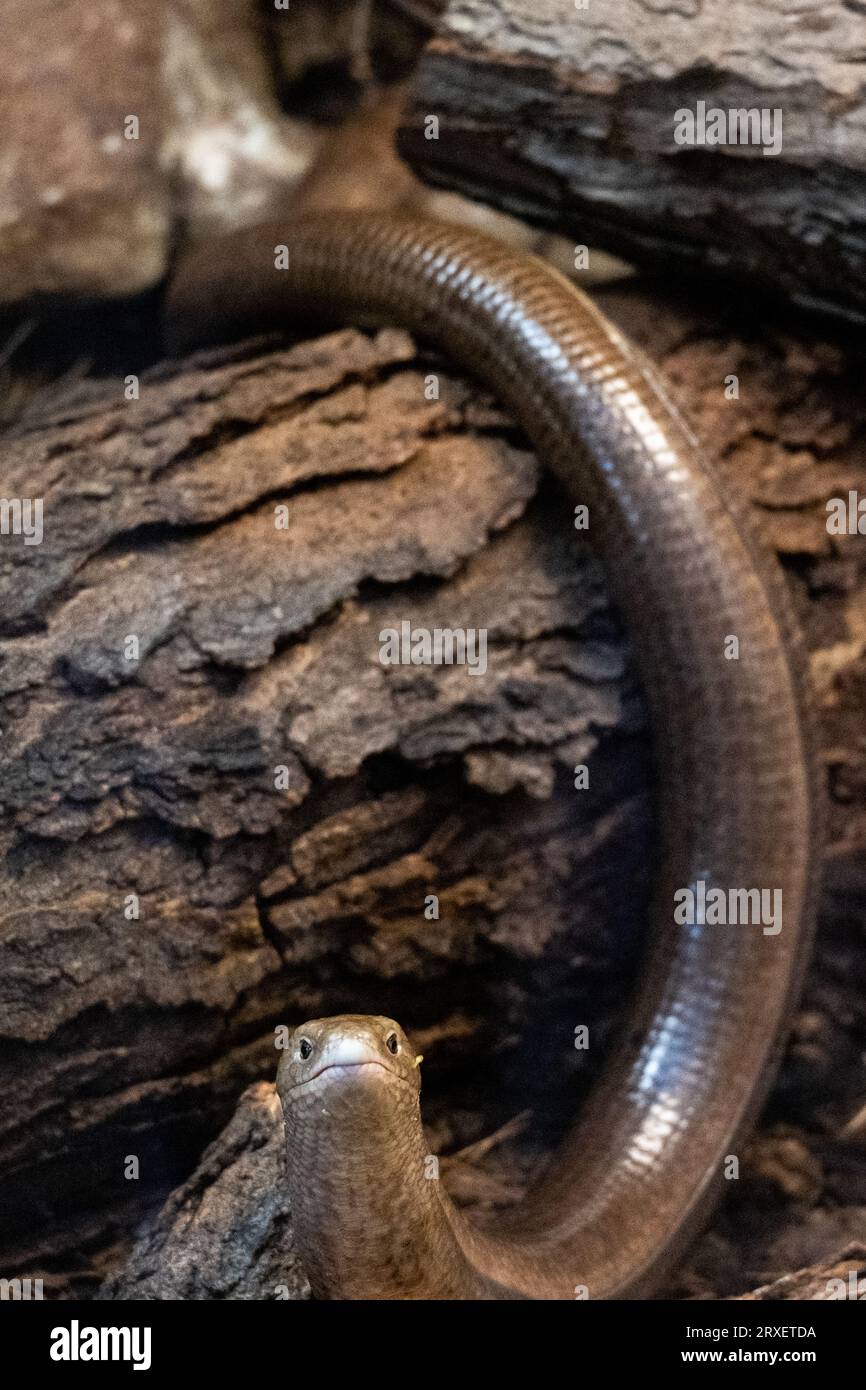 Netherlands, Amsterdam on 2022-09-22. Animal photography at Artis Zoo ...