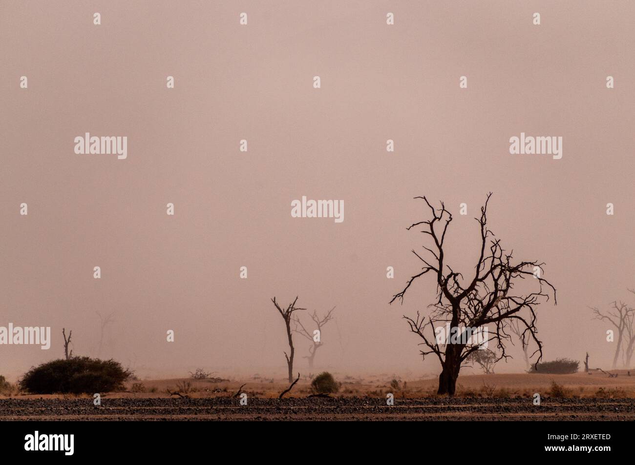 A tree-lined landscape in the Namibia sossusvlei in limited visibility ...