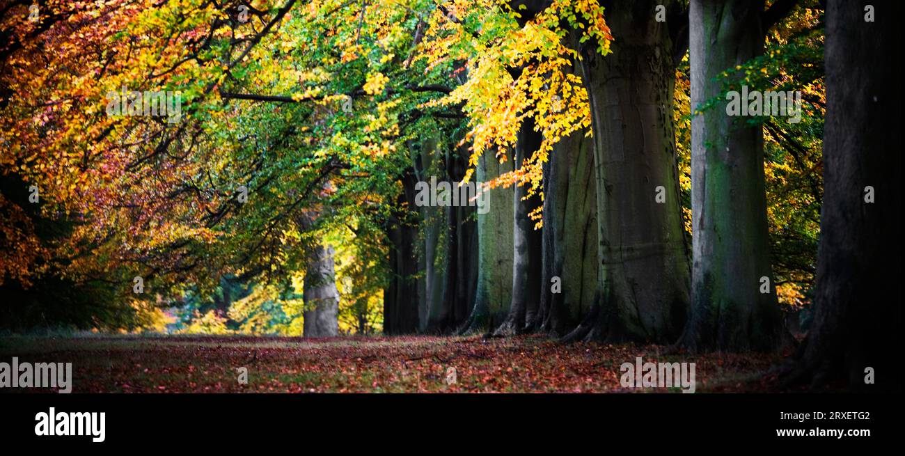 A row of brightly colored foliage and trees Stock Photo - Alamy