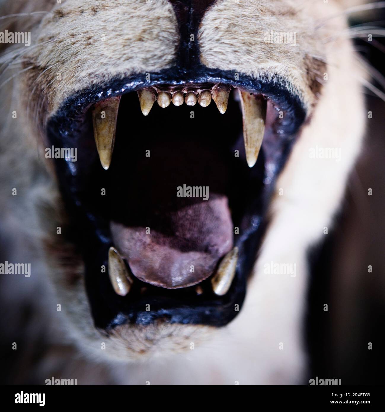Close-up of the open mouth and teeth of a stuffed wild animal Stock ...