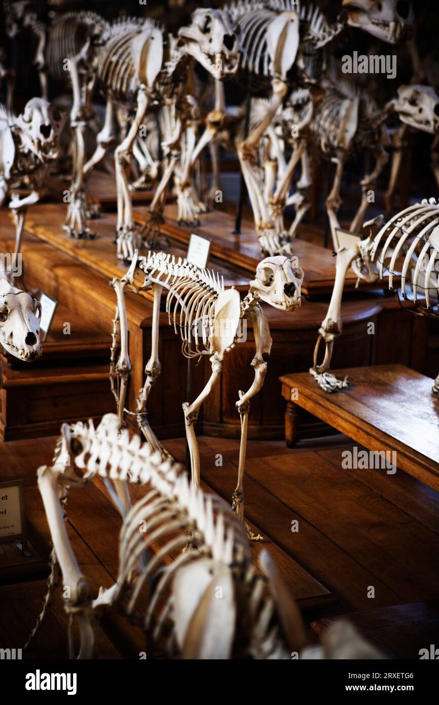 Bizarre display hi-res stock photography and images - Alamy