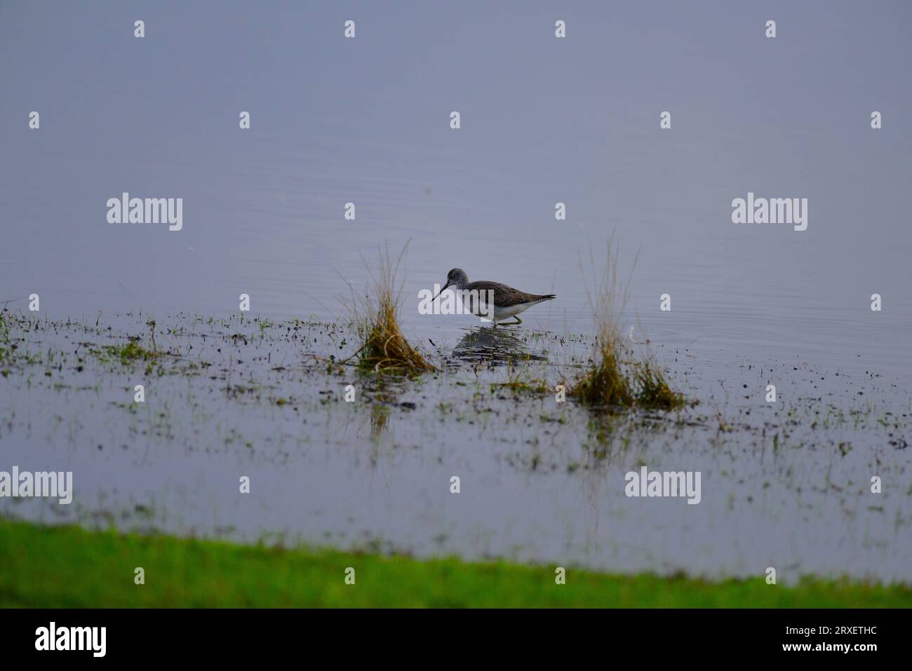 Musselburgh bird watching hi-res stock photography and images - Alamy